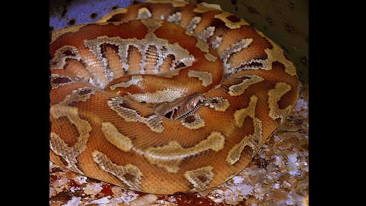 Red blood python (Python brongersmai): Muscular snake with striking ...