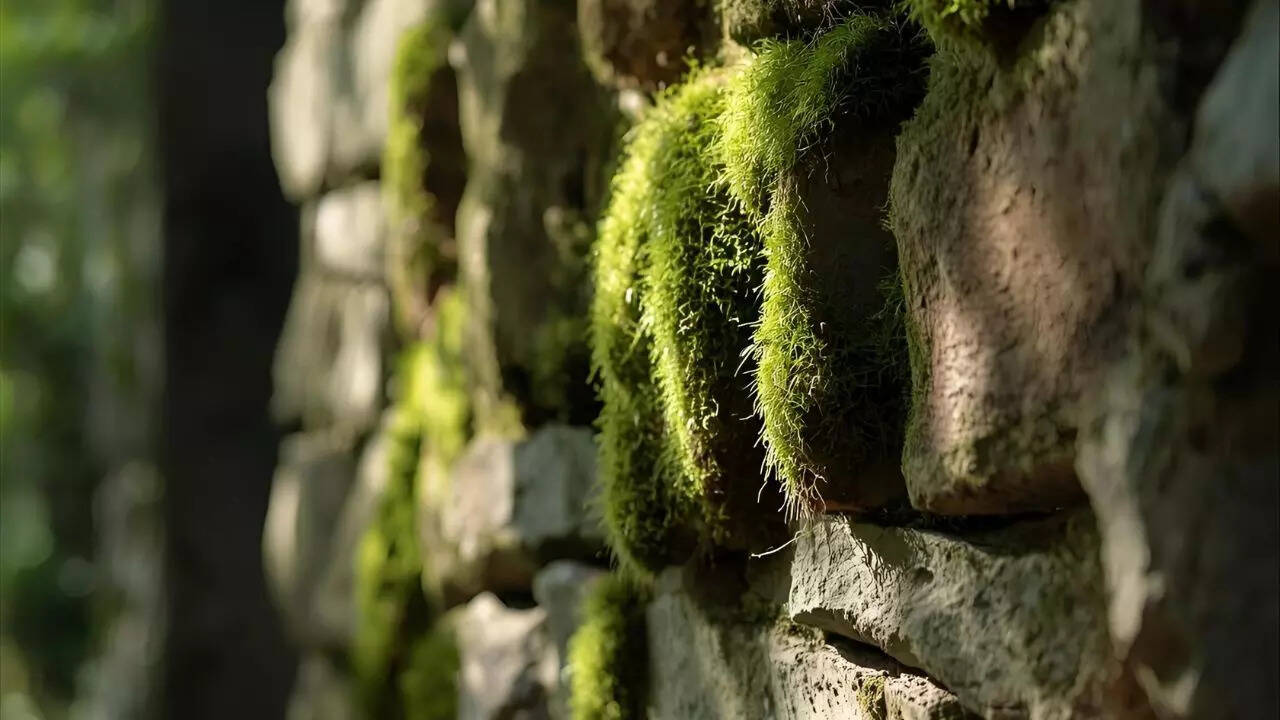 Easy hacks to clean and remove moss on walls or floors safely | - The ...