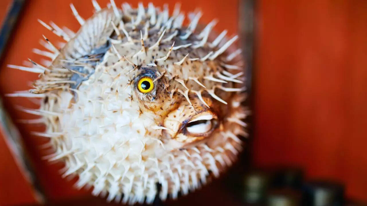 Pufferfish: Looks can be deceptive: This adorable looking fish can kill ...