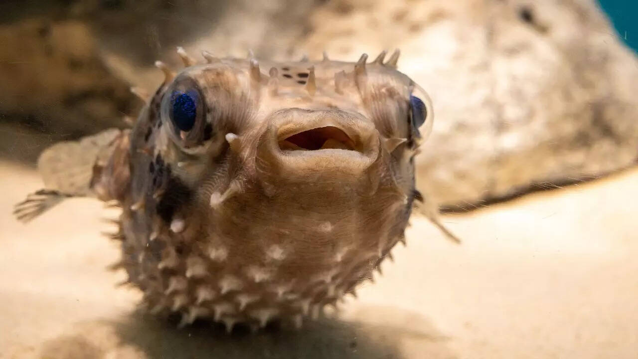 Pufferfish: Looks can be deceptive: This adorable looking fish can kill ...