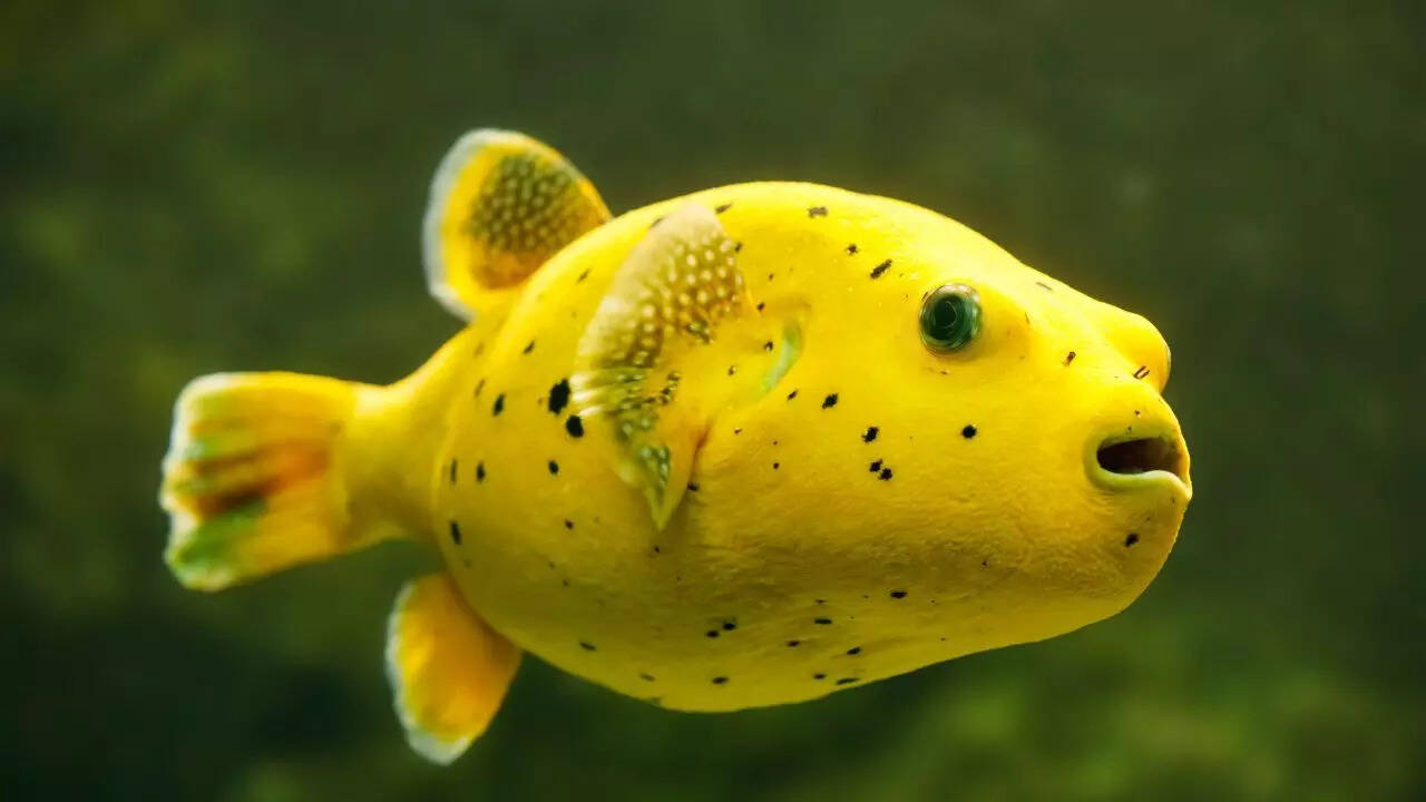 Pufferfish: Looks can be deceptive: This adorable looking fish can kill ...
