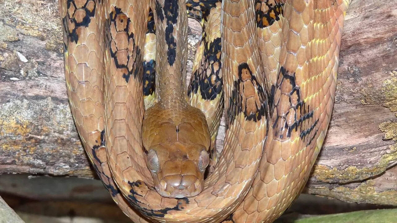 10 snakes with largest heads in the world and their fascinating traits ...