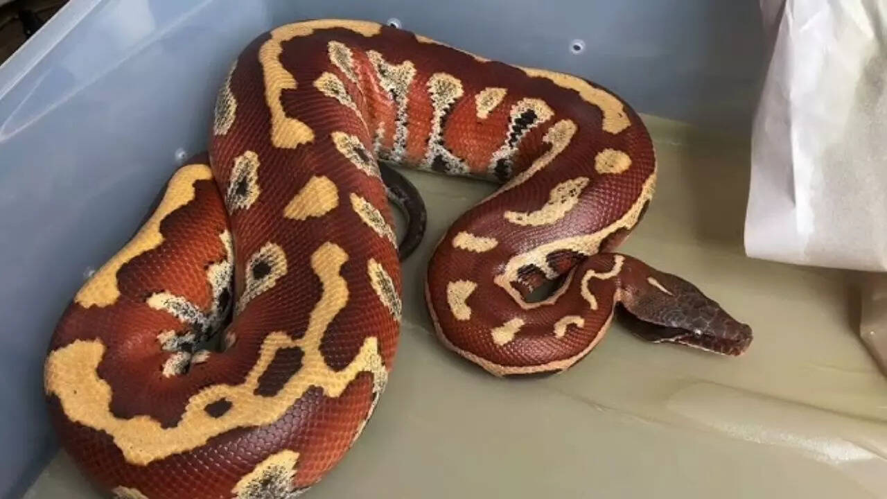 Red blood python (Python brongersmai): Muscular snake with striking ...