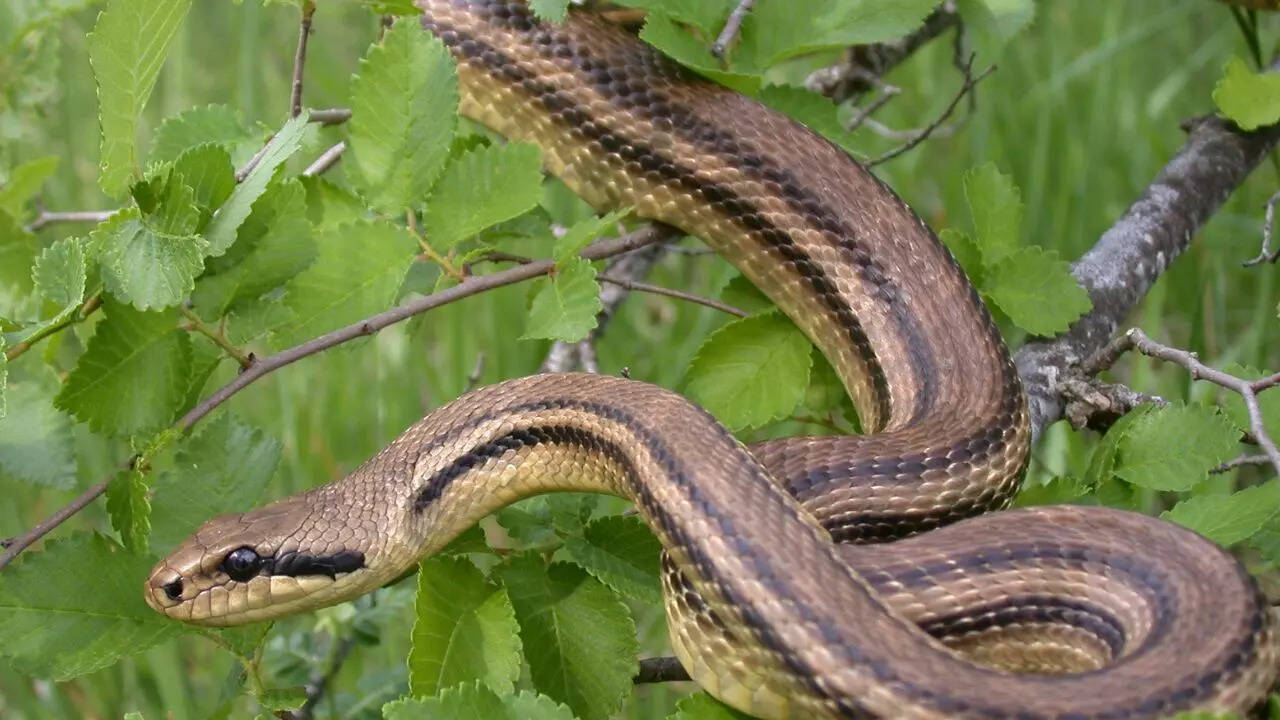 10 smallest snakes in the world: Tiny reptiles that resemble worms ...