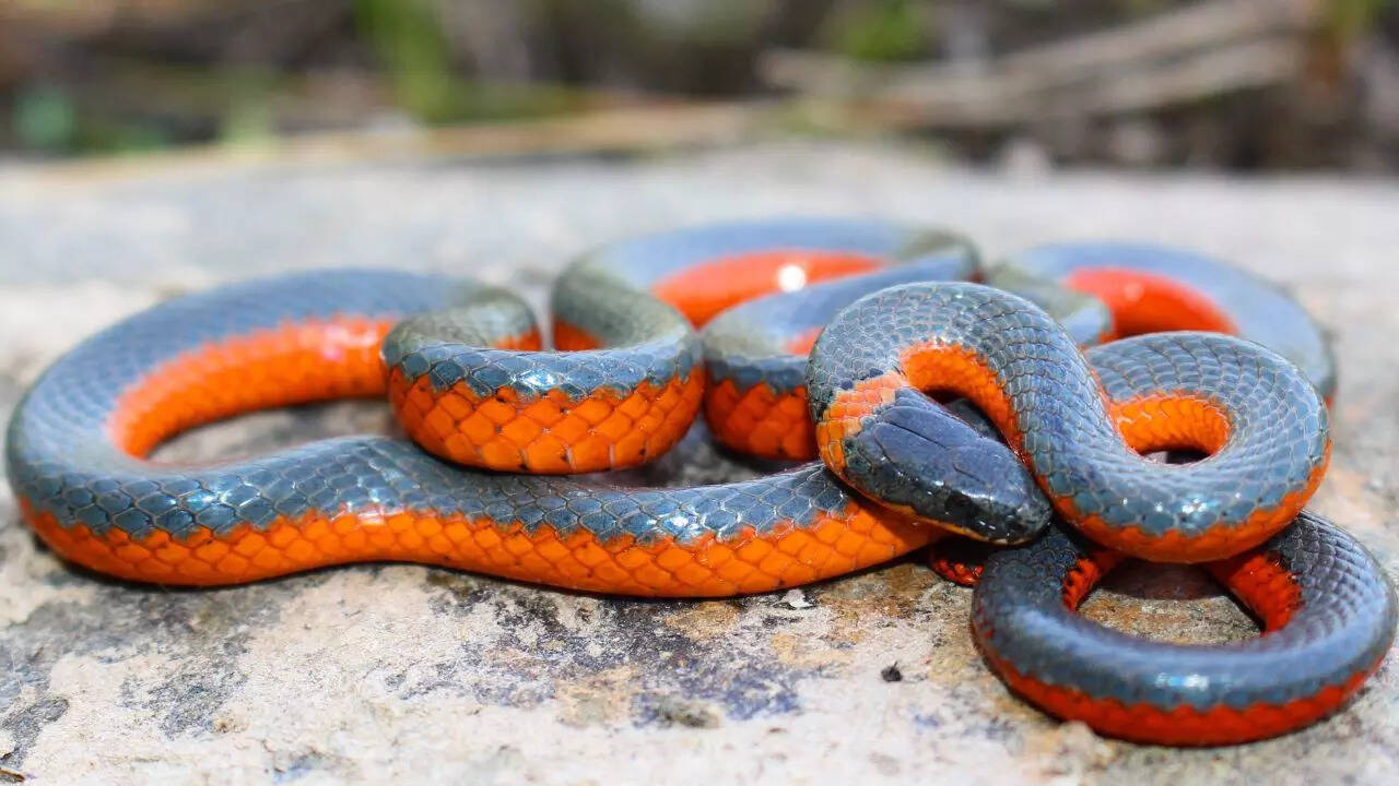 10 smallest snakes in the world: Tiny reptiles that resemble worms ...