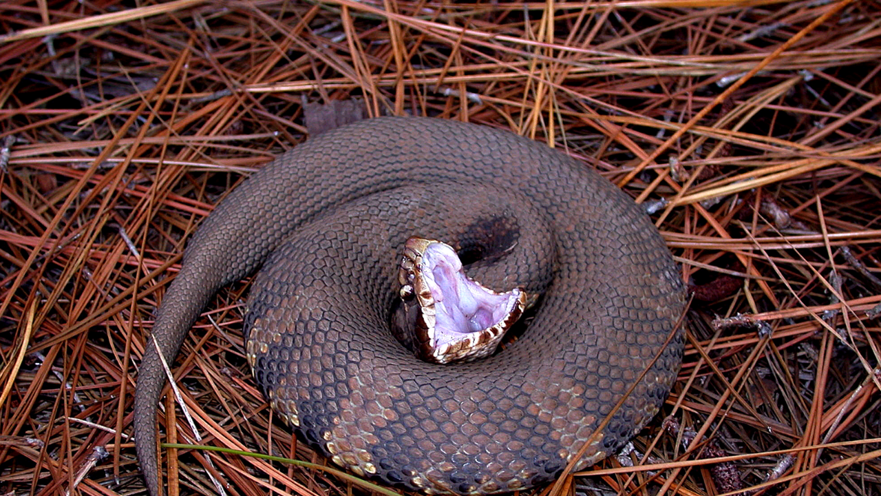 Male vs female cottonmouth snakes: Size, hunting patterns, and ...