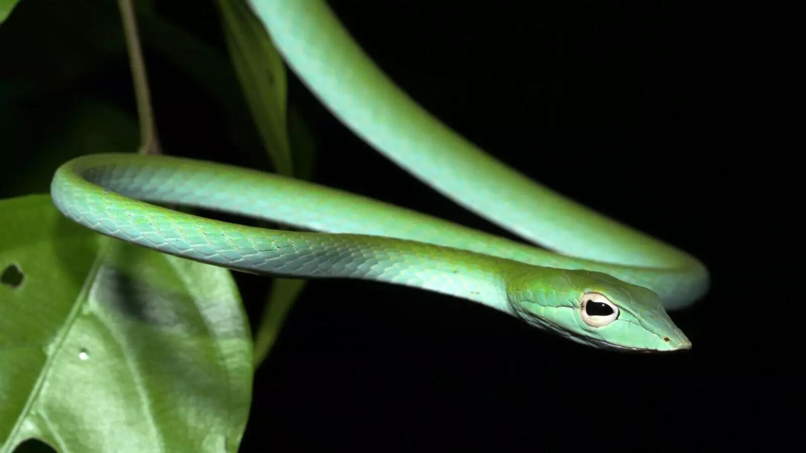 Green Snakes: Beautiful and deadly: Meet 7 of the world’s most ...