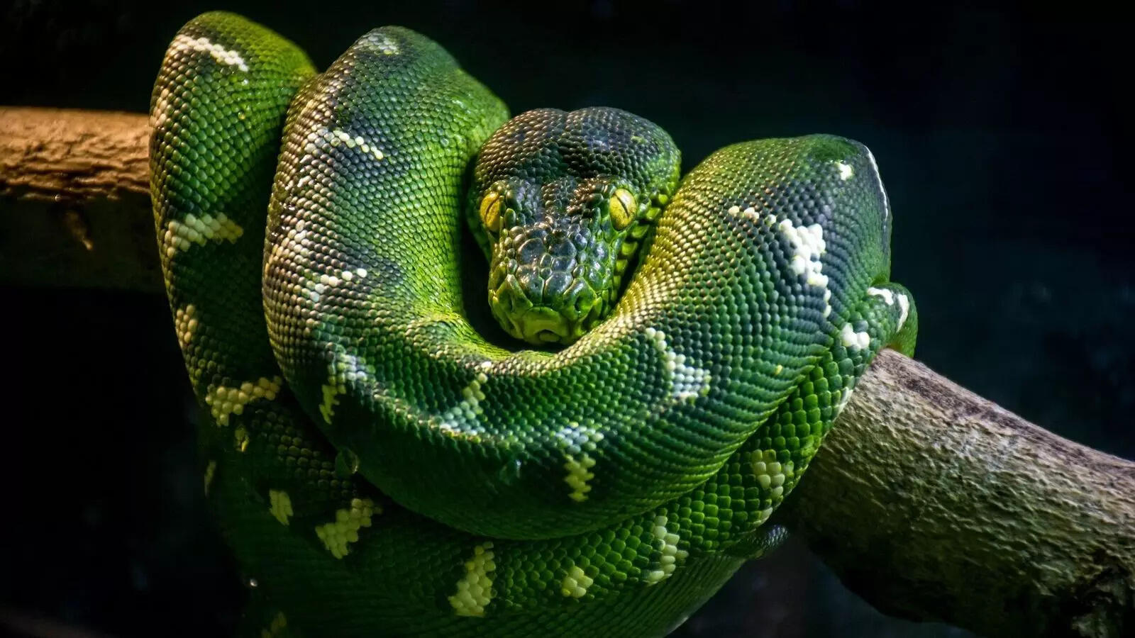 Green Snakes: Beautiful and deadly: Meet 7 of the world’s most ...