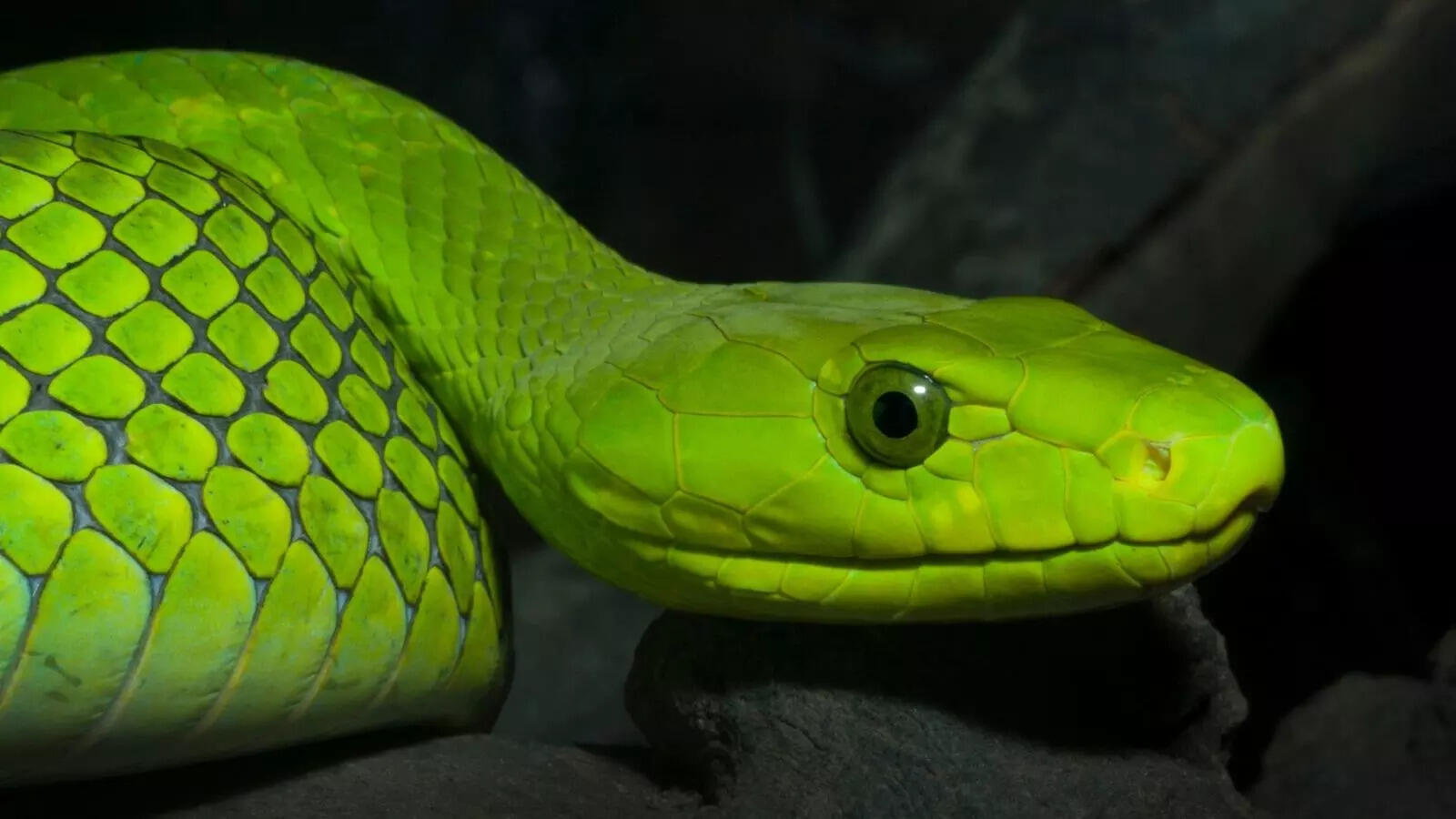 Green Snakes: Beautiful and deadly: Meet 7 of the world’s most ...