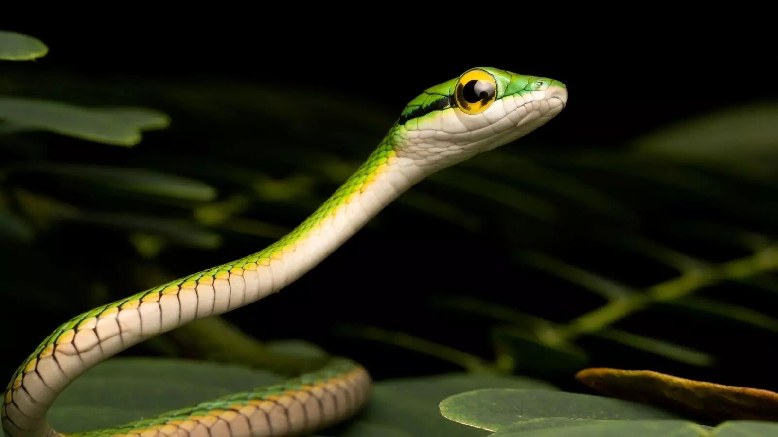Green Snakes: Beautiful and deadly: Meet 7 of the world’s most ...