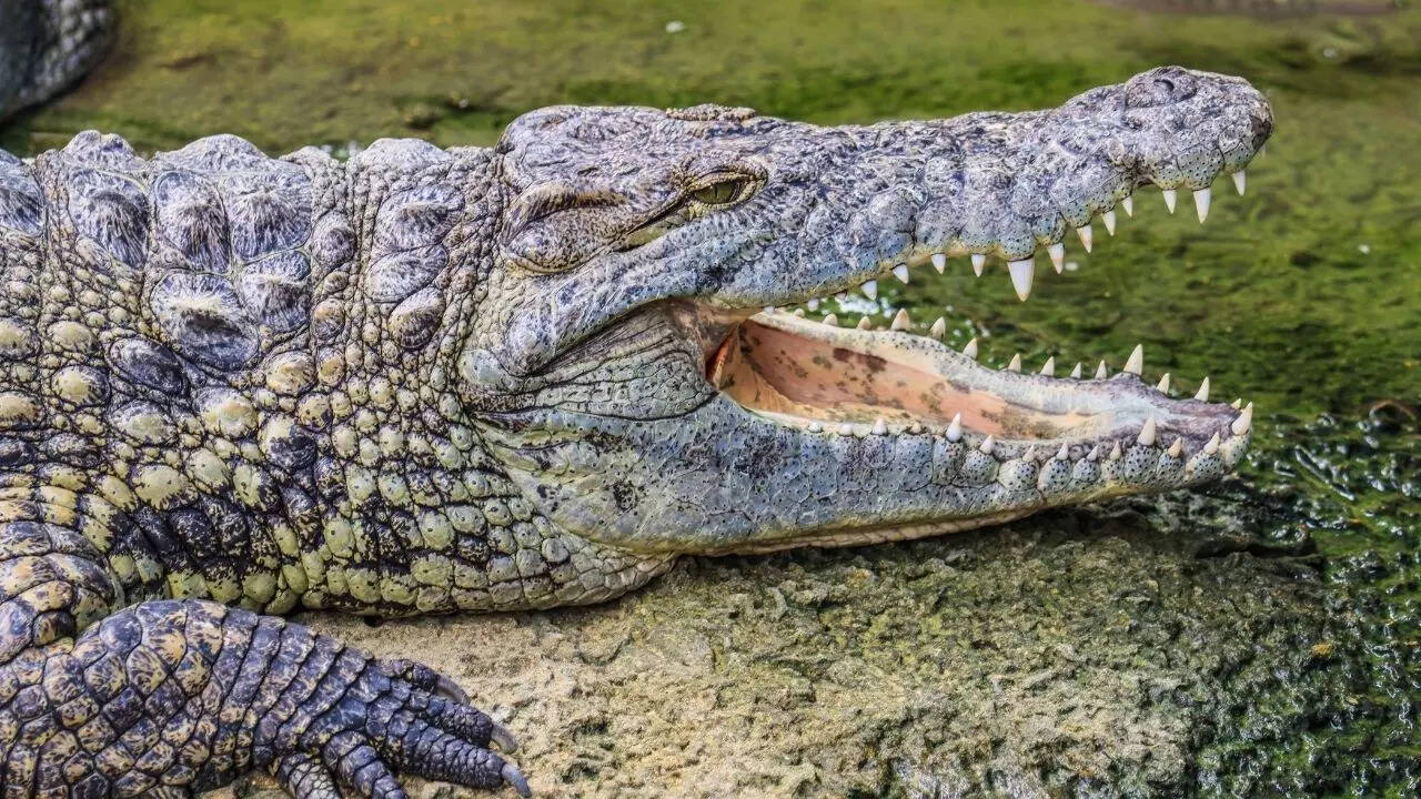 Do crocodiles really cry? The truth behind “crocodile tears” - The ...