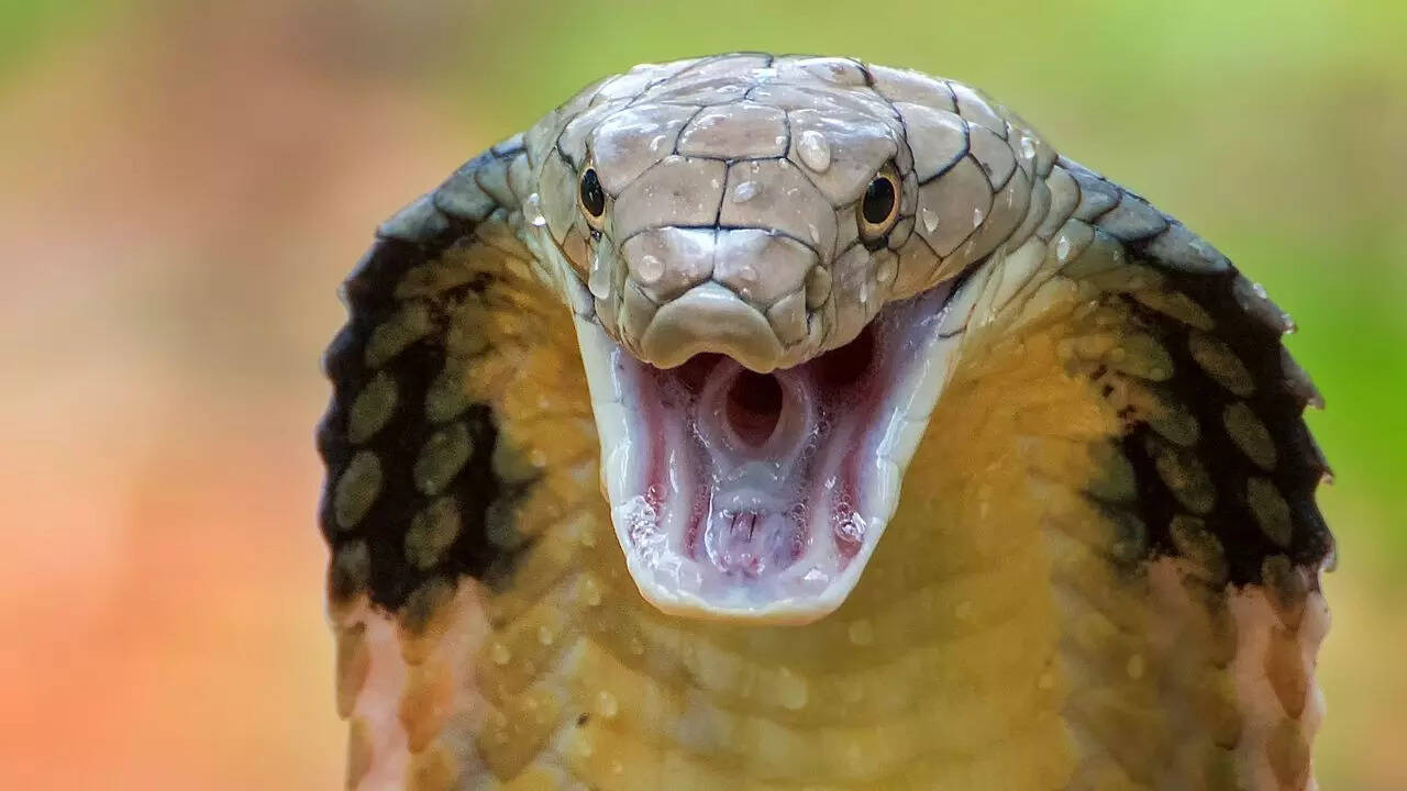 King Cobra vs. Common Cobra: The key differences in size, venom, and behavior | - The Times of India