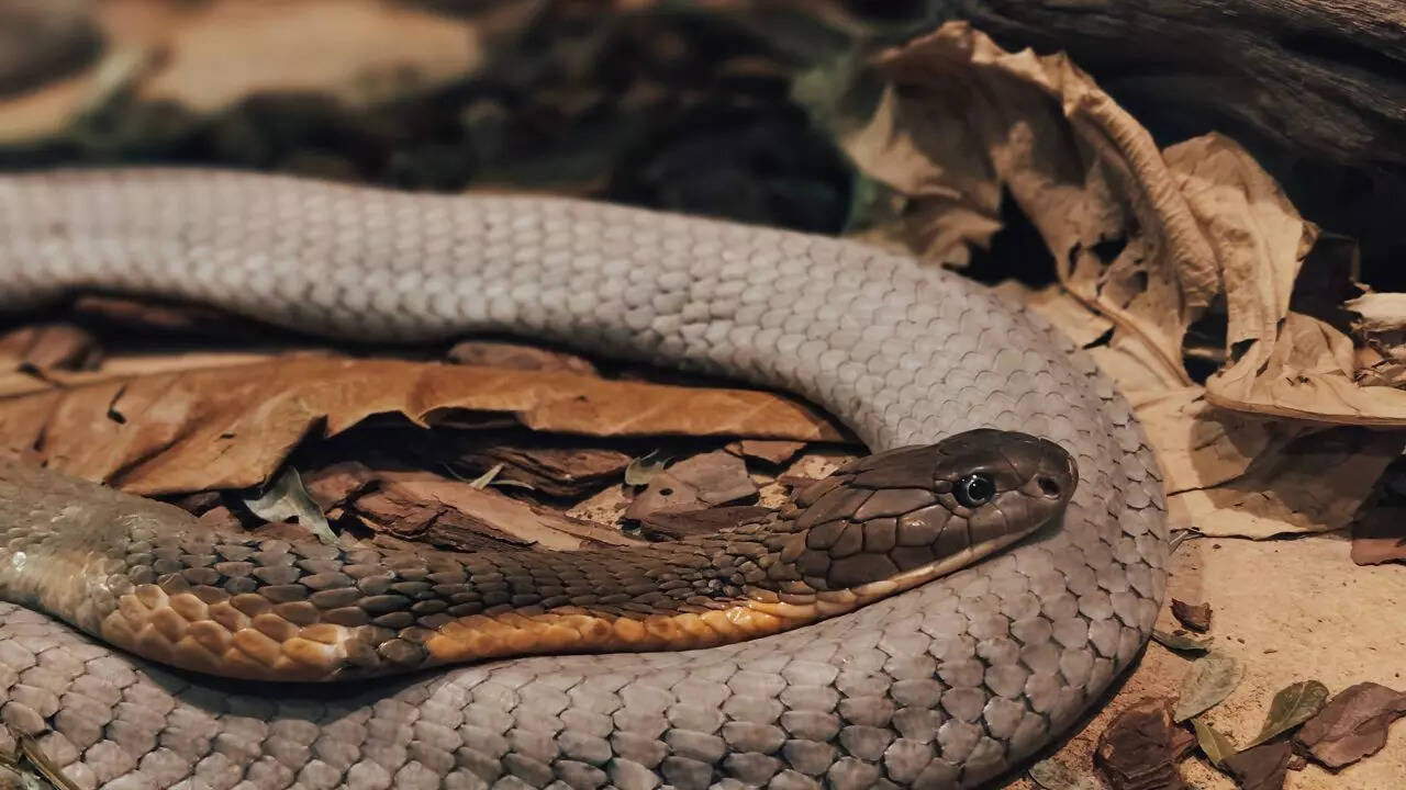 King Cobra vs. Common Cobra: The key differences in size, venom, and behavior | - The Times of India