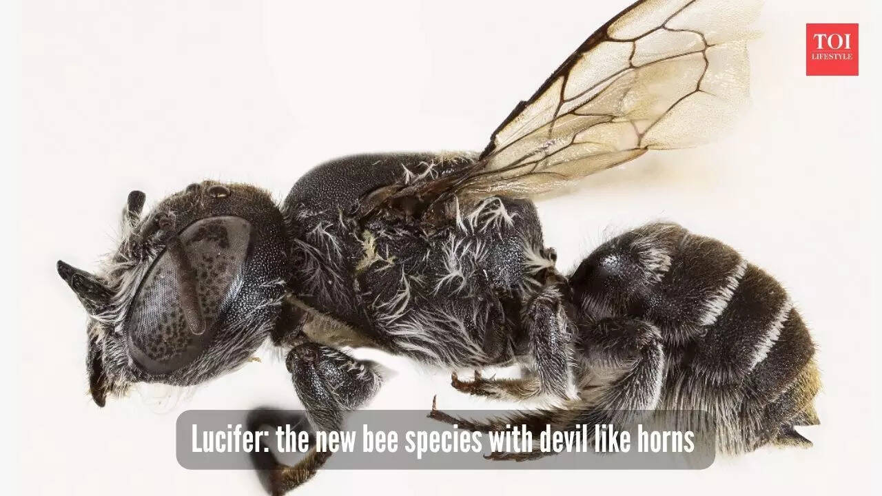 Scientists discover a "lucifer" bee with devilish-looking horns, but ...