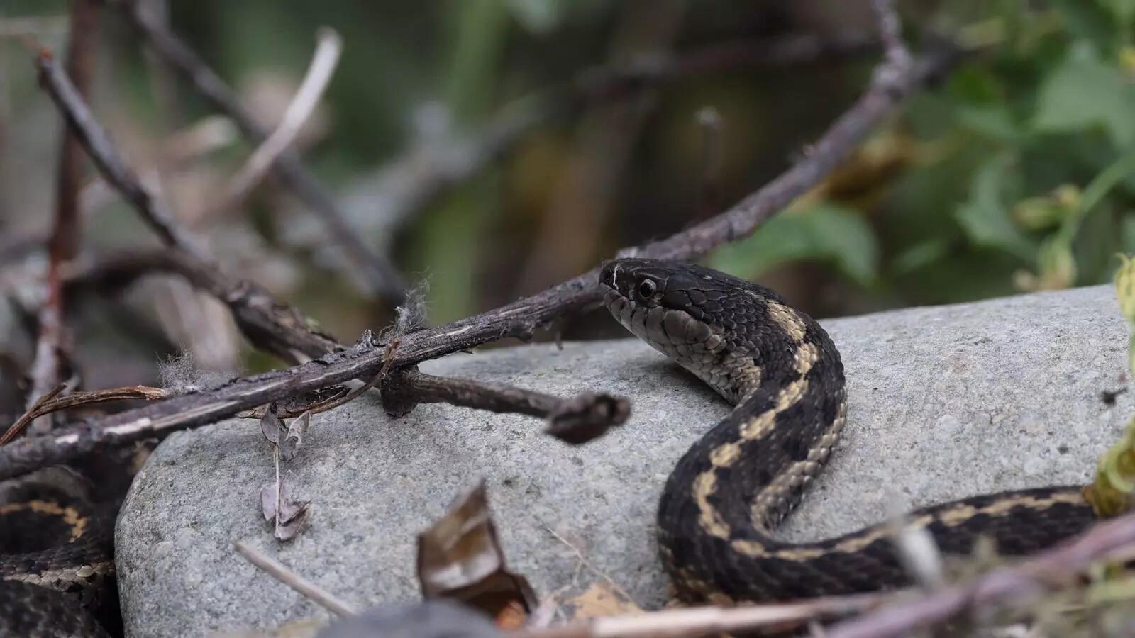 10 of the world’s smallest snakes that are often mistaken for worms ...