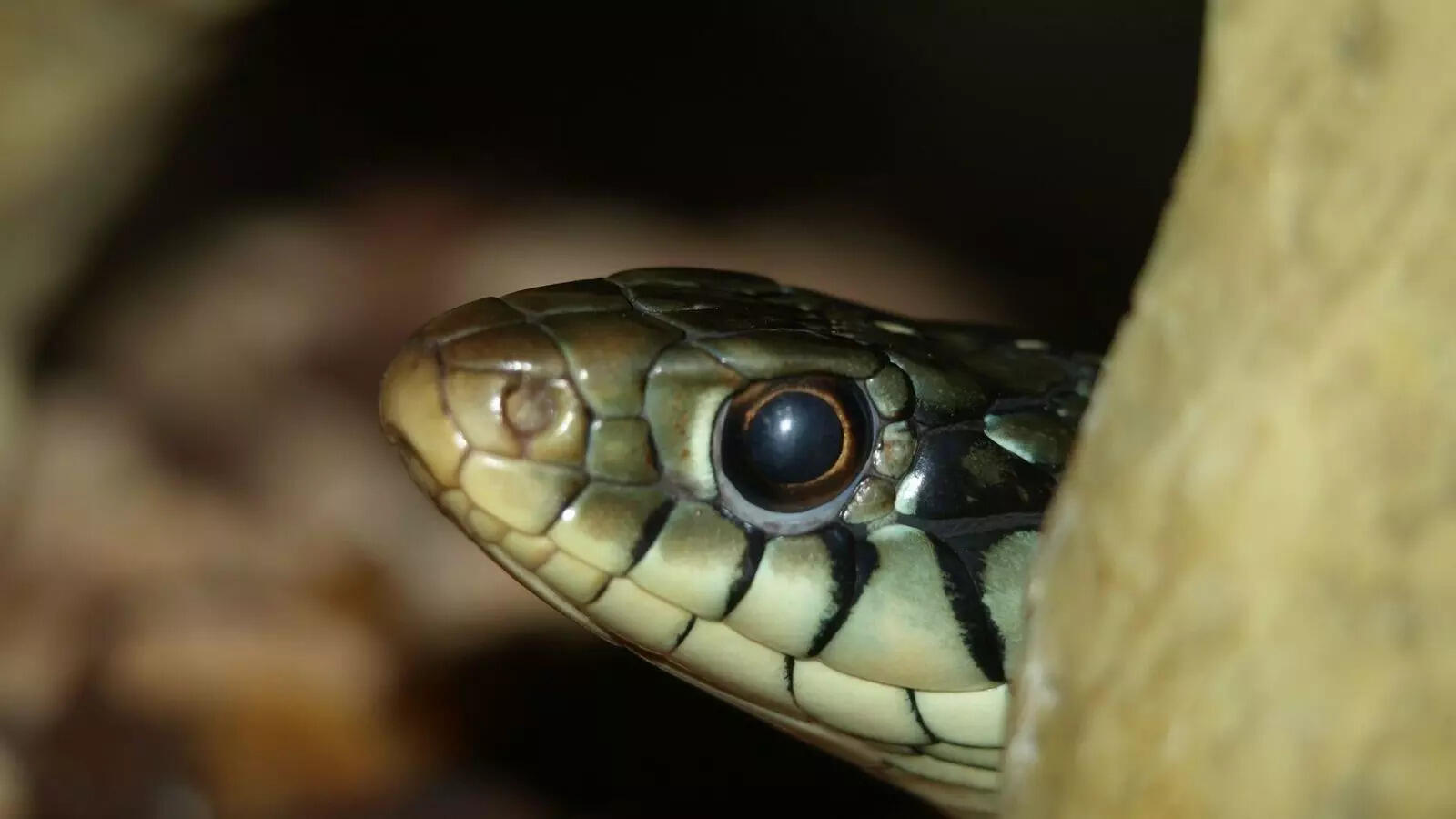 10 of the world’s smallest snakes that are often mistaken for worms ...