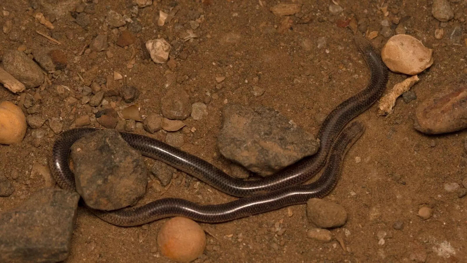 10 of the world’s smallest snakes that are often mistaken for worms ...
