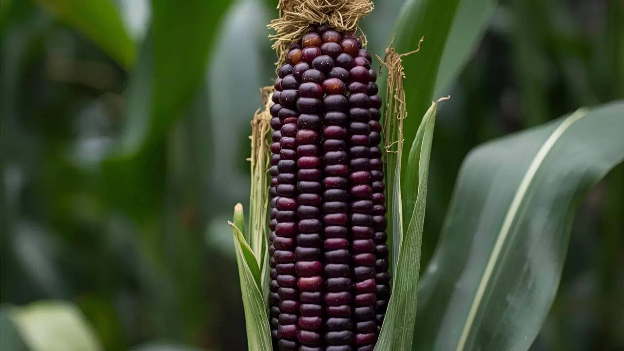 From purple to black: 10 types of corn from across the world - The ...