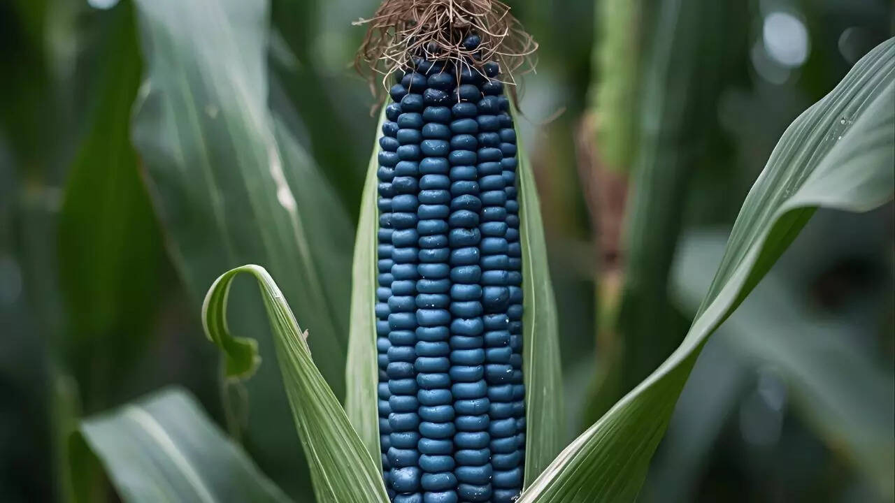 From purple to black: 10 types of corn from across the world - The ...