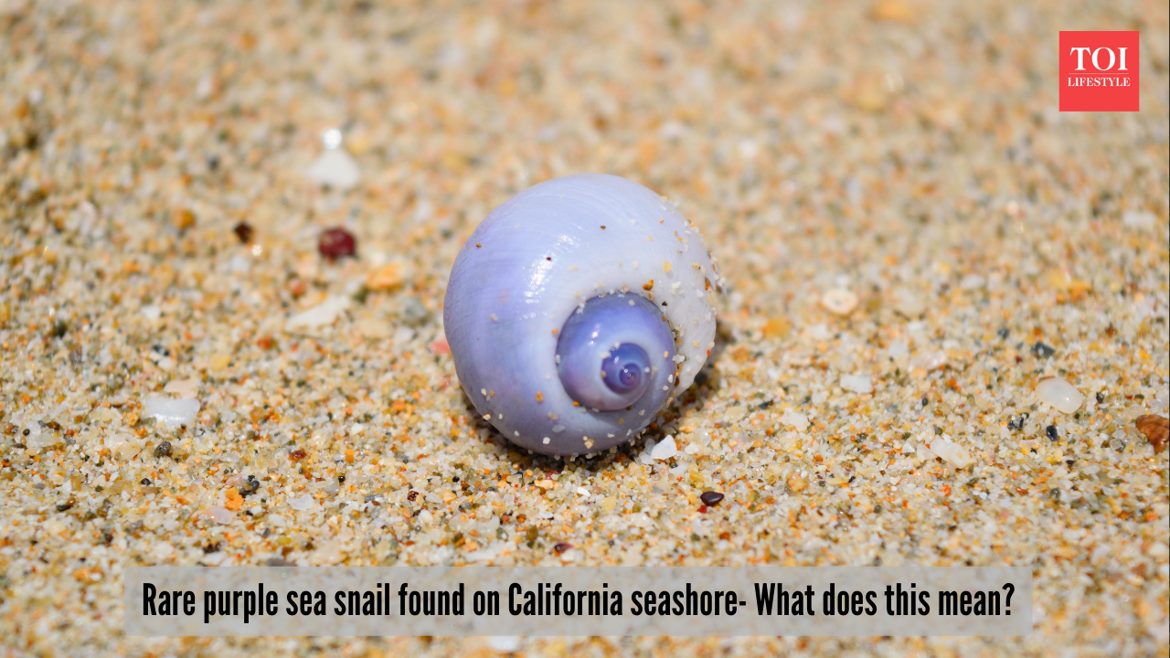 Mysteriously rare purple shell washes up on the seashore - here's the ...