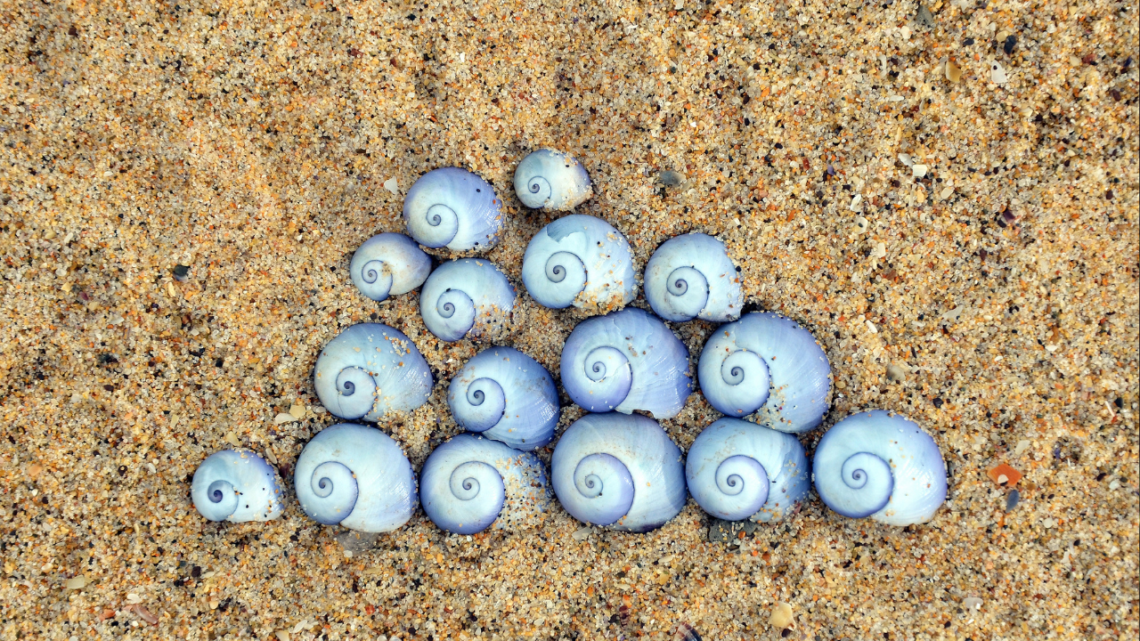 Mysteriously rare purple shell washes up on the seashore - here's the ...