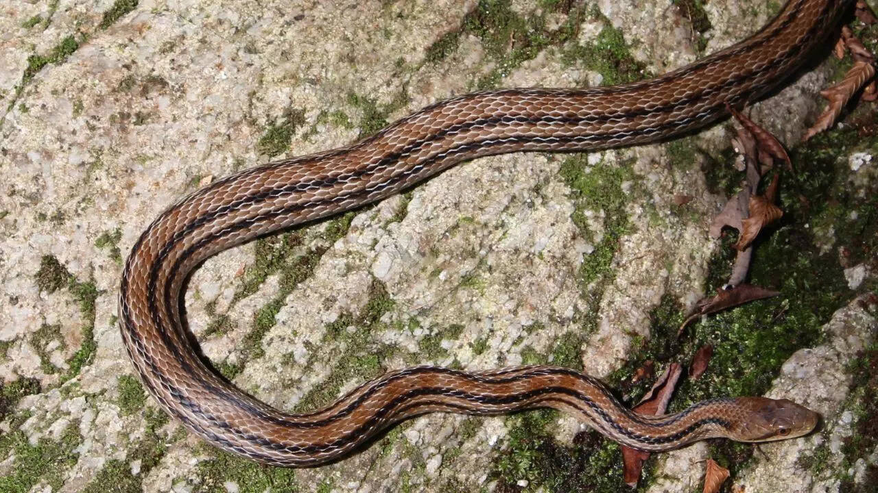Common snakes found in Japan: Species, habitats, venomous risks, and how to stay safe | - The ...