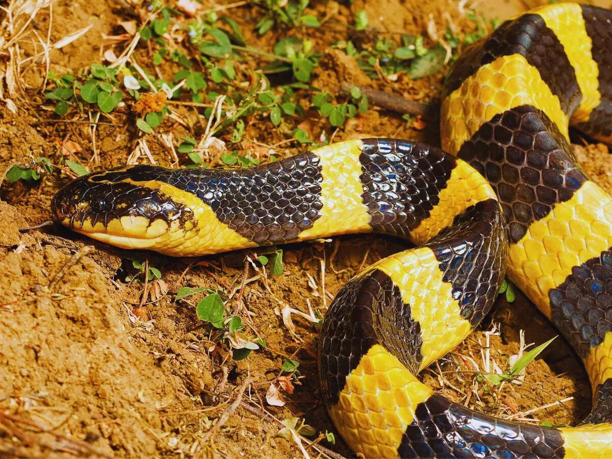 A rare venomous snake spotted in this part of India; video goes viral ...