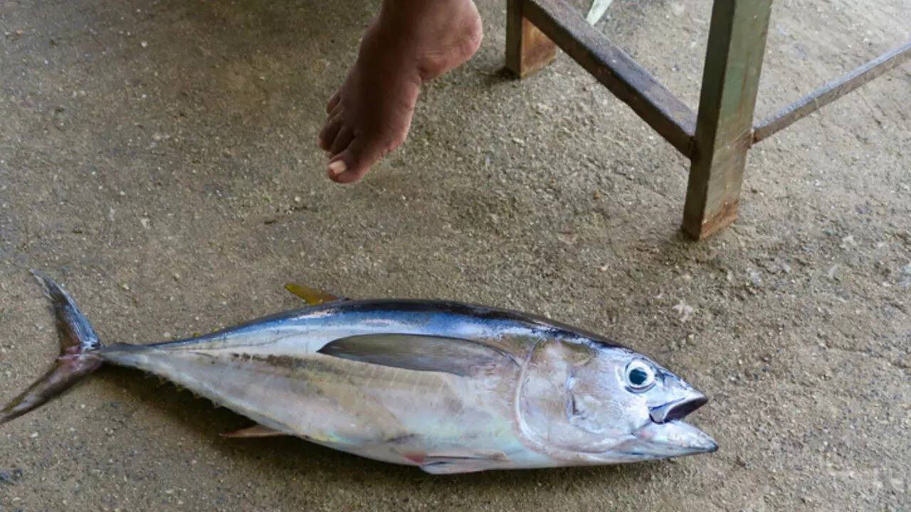 This is the world's most expensive fish sold at a whopping ₹29 crore ...