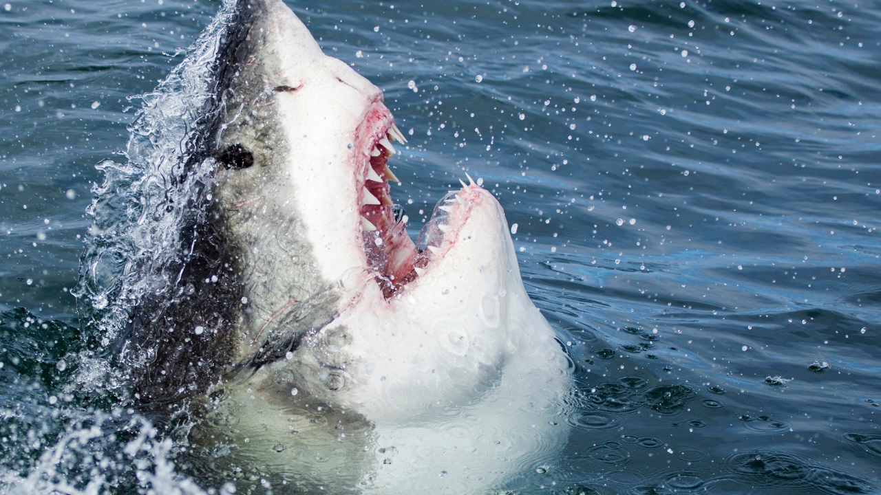 Older than trees! Sharks are 450 million years old and have circled the ...