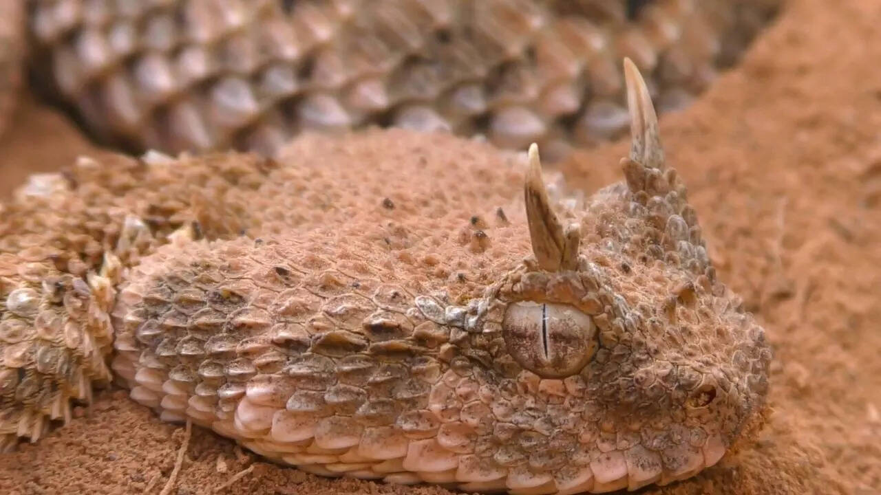 Snakes that can survive in extreme environments; check out the list ...