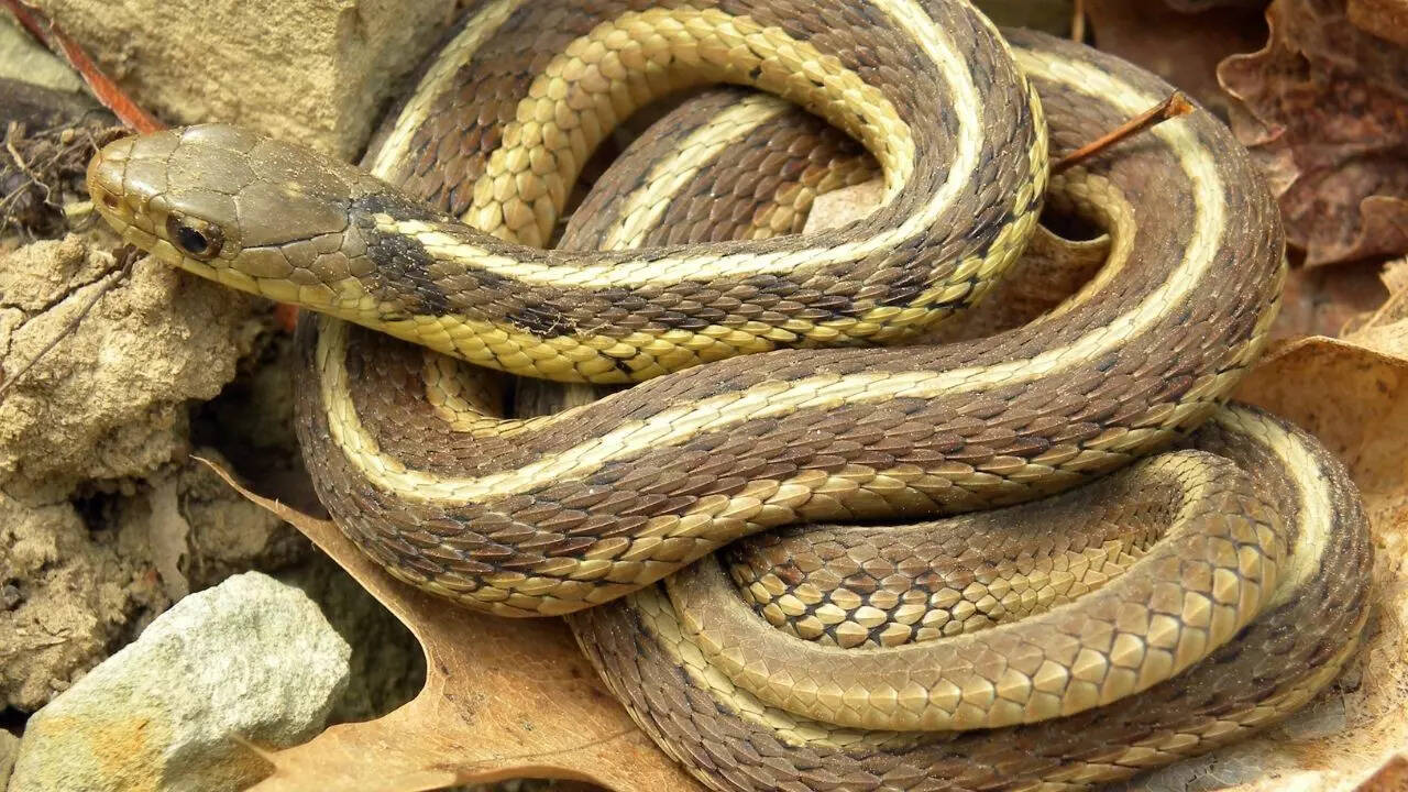 Snakes that can survive in cold climates; from Siberian Pit Viper to ...