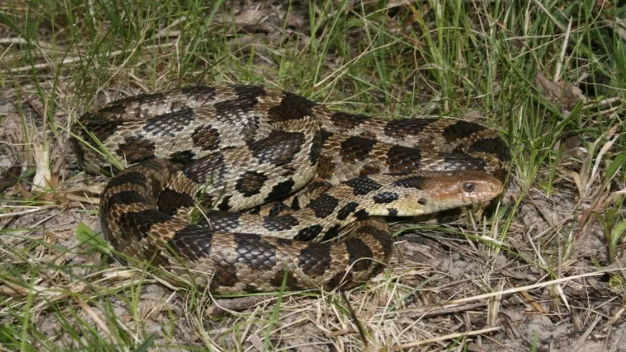 Snakes that can survive in cold climates; from Siberian Pit Viper to ...