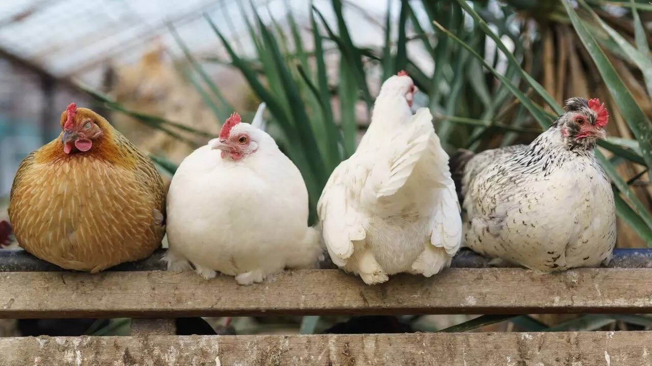 Birds that can regrow feathers: The science behind feather loss and ...