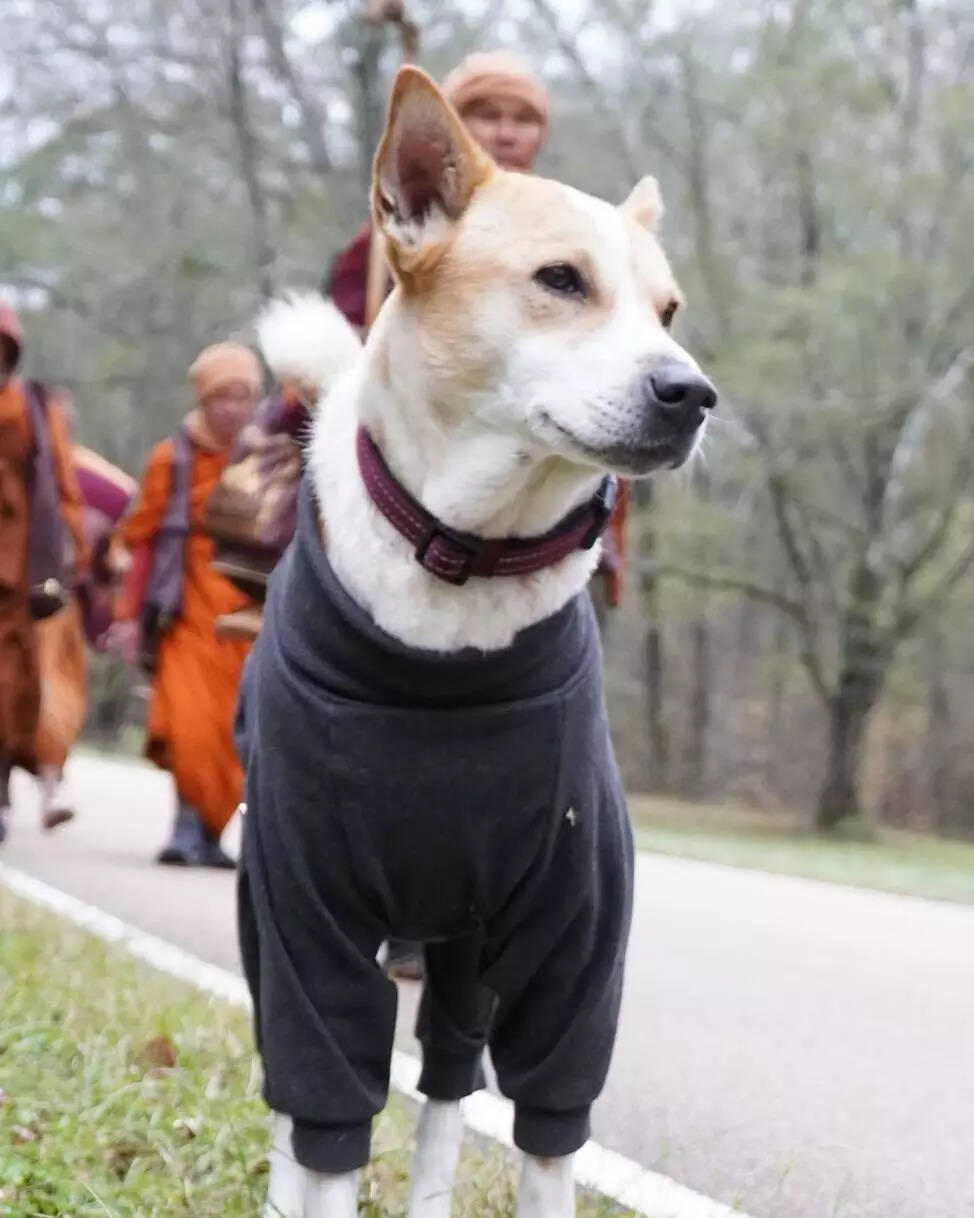 From CCU to Texas: Making of Aloka, the viral star | Events Movie News ...