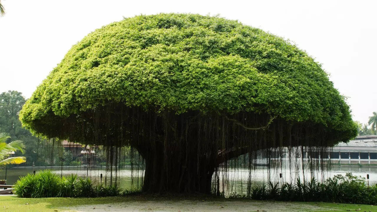 Which tree is known as the ‘king of trees’: Uncover what makes it a ...