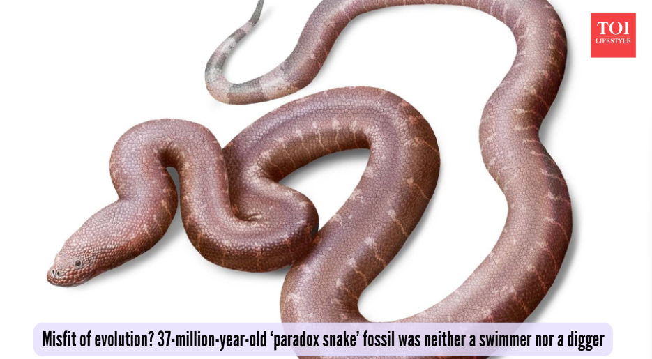 Paradox Snake: Misfit of evolution? 37-million-year-old ‘paradox snake ...