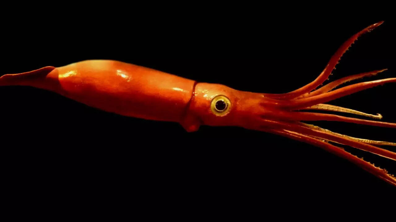 Meet the colossal squid with the largest eyes in the animal kingdom ...