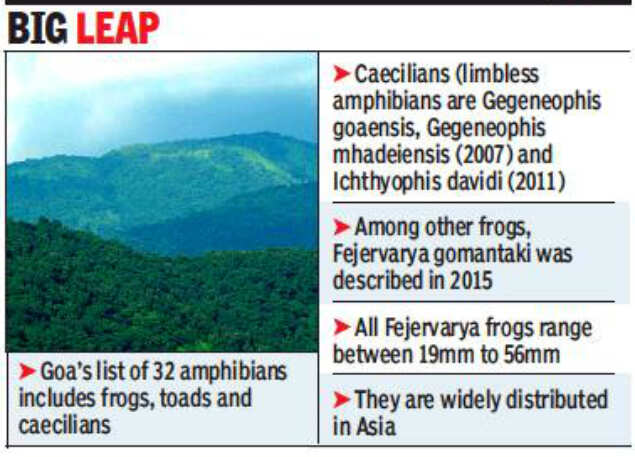 New species of frog on list of Goa’s amphibians | Goa News - The Times ...