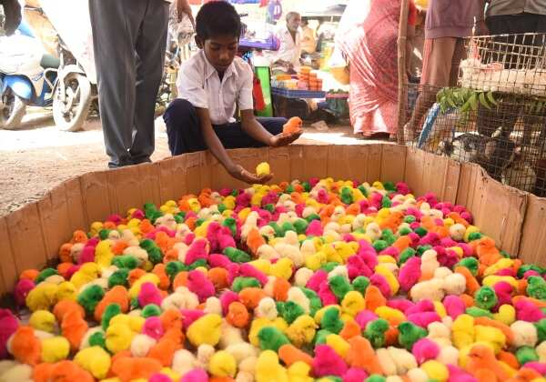 Dyed and sold, these chicks bring in the money - Times of India