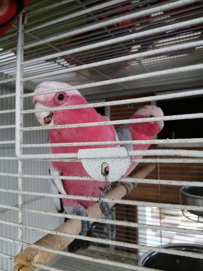 Galah Parrot: A galah cockatoo waits for its missing mate - Times of India