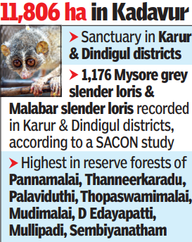 Tamil Nadu: Slender loris gets a sanctuary in Tamil Nadu | Chennai News ...