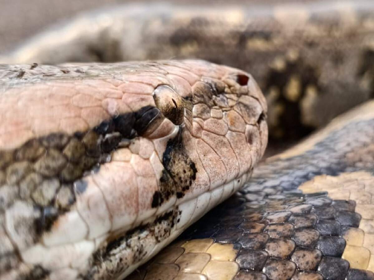 Watch: Eight-foot-long python rescued from Mulund West