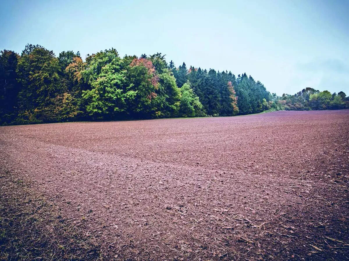 Encroachers eat into land meant for afforestation