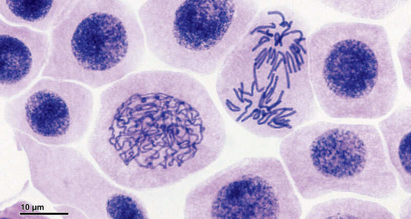 Complex cells evolved as a result of long courtship