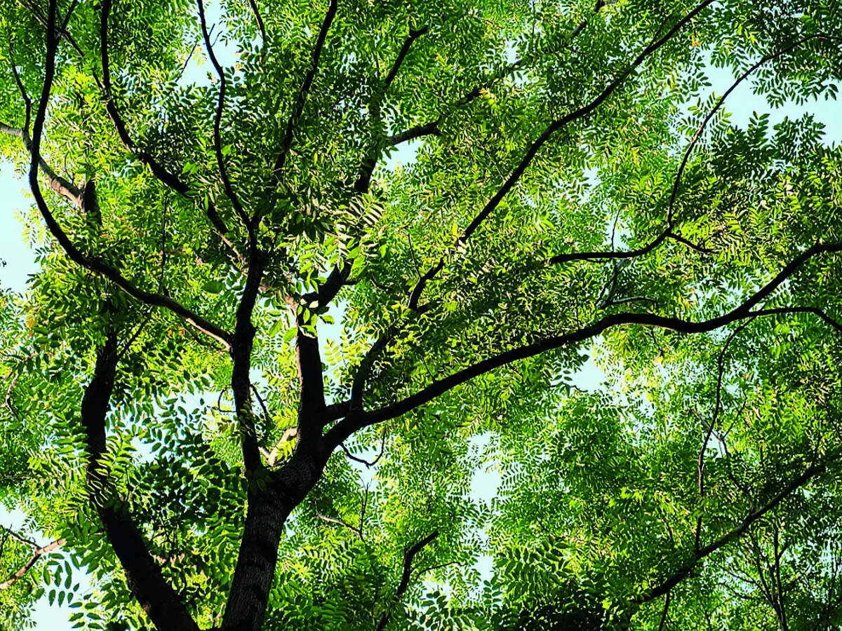 Volunteers step up to locate tree hazards