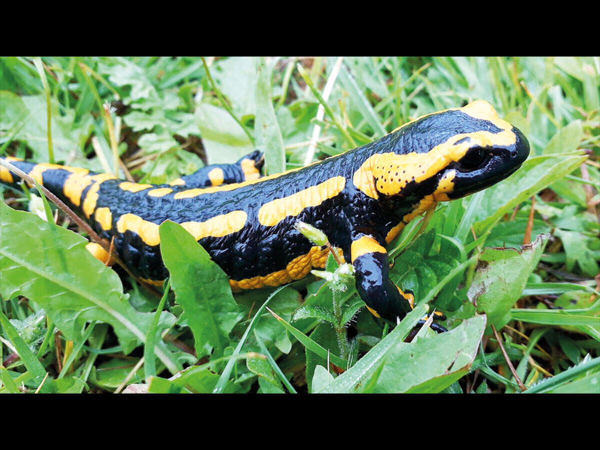 ‘Like salamanders, humans can regrow cartilage’