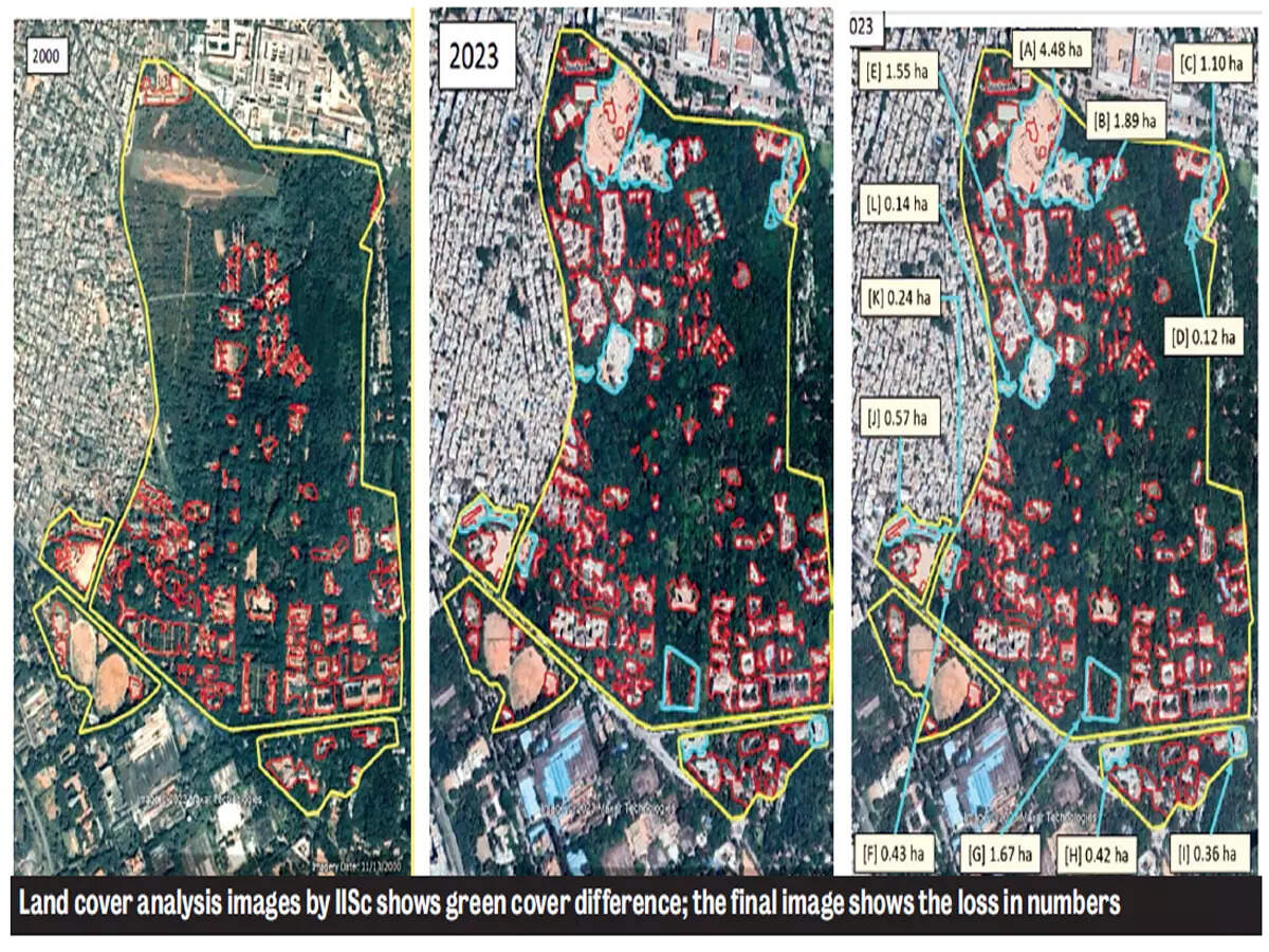 Where the trees once grew
