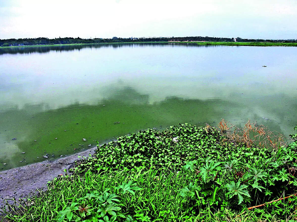 Who let sewage into the lake?