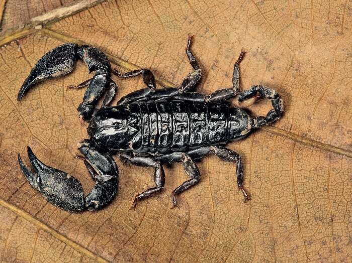 4 specimens of species were collected from Trishna Wildlife Sanctuary ...