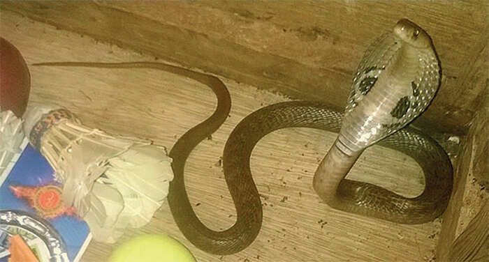 Cobras keep them on edge